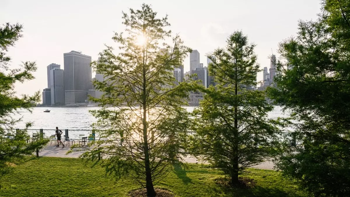 Pokok di bandar-bandar boleh menangkap karbon yang banyak sebagai hutan hujan