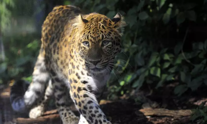 Florestação na China retorna animais raros