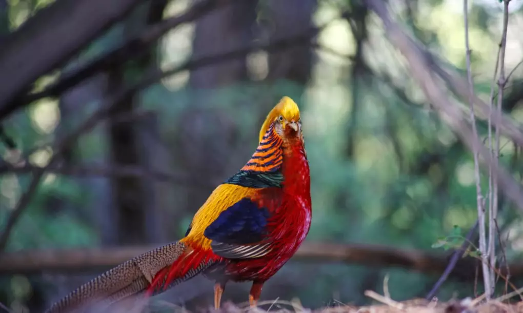 Florestação na China retorna animais raros