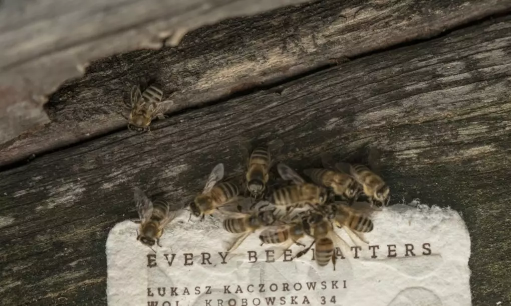 Papīrs, kas ietaupa bites
