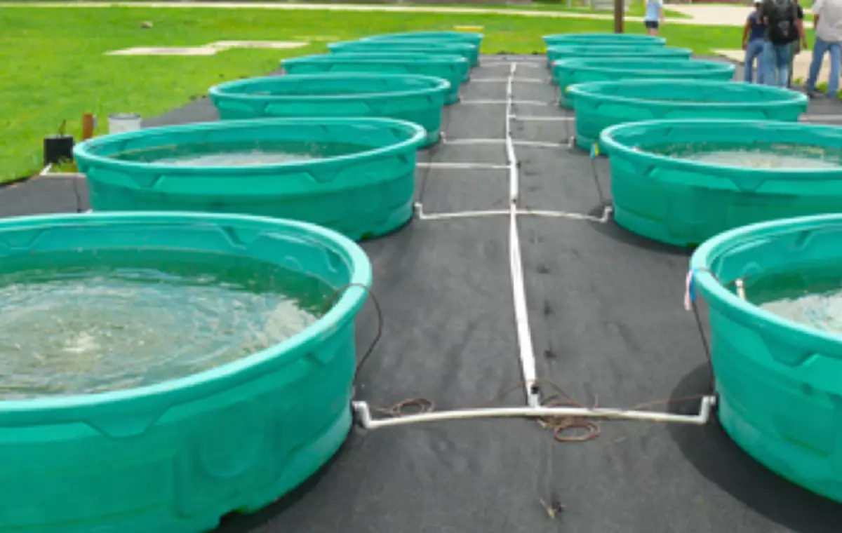 Purificación de agua con algas.