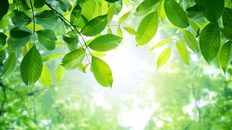 El avance en la fotosíntesis artificial ayudará a convertir el CO2 en plásticos y biocombustibles.