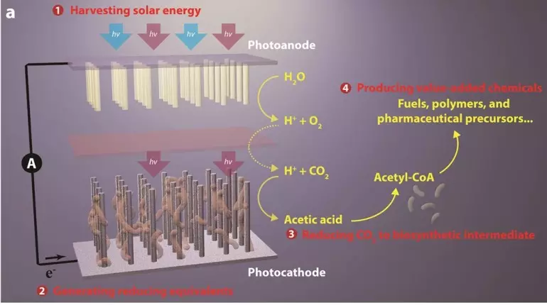 Avanç en fotosíntesi artificial ajudarà a convertir CO2 en plàstics i biocombustibles